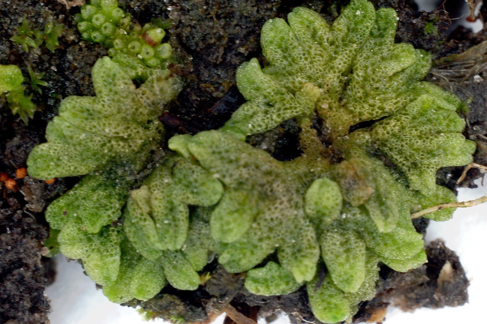 Botany Professor: Pond edges, liverworts, and the earliest land plants