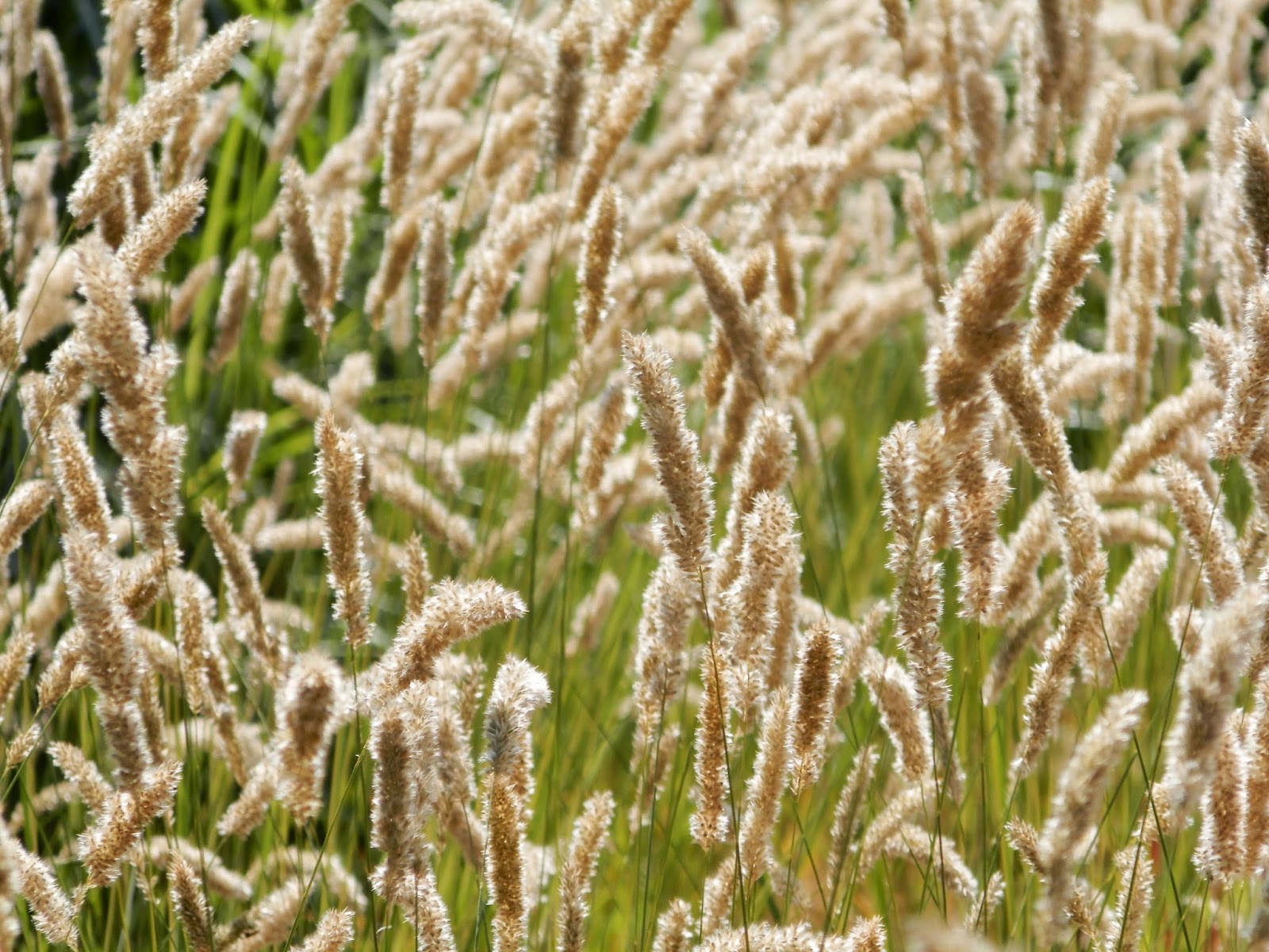 A corner of France: June 2014