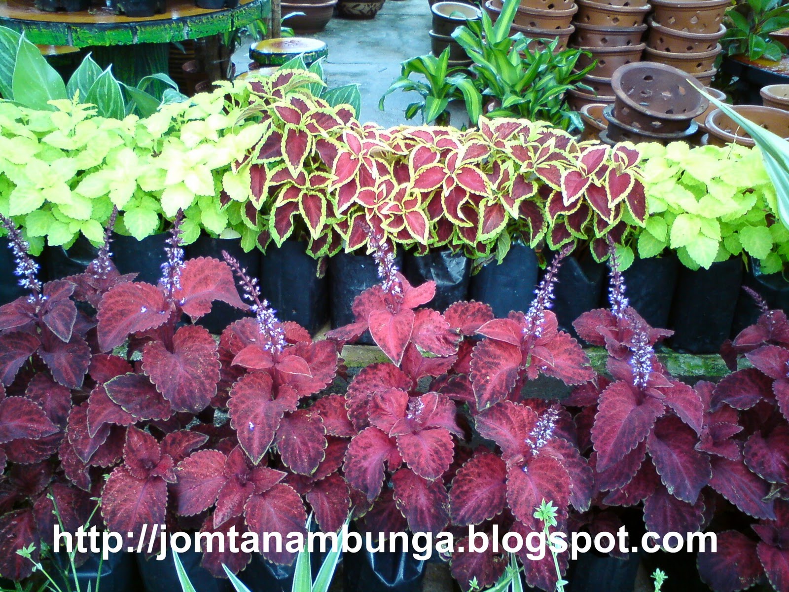 Jom Tanam Bunga: Album Bunga