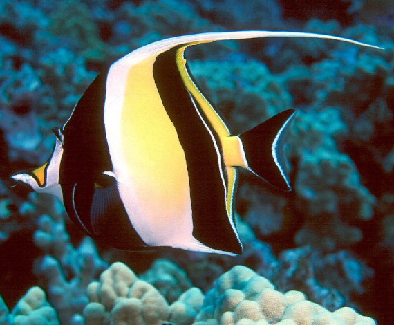 Pescados bonitos - Imagui