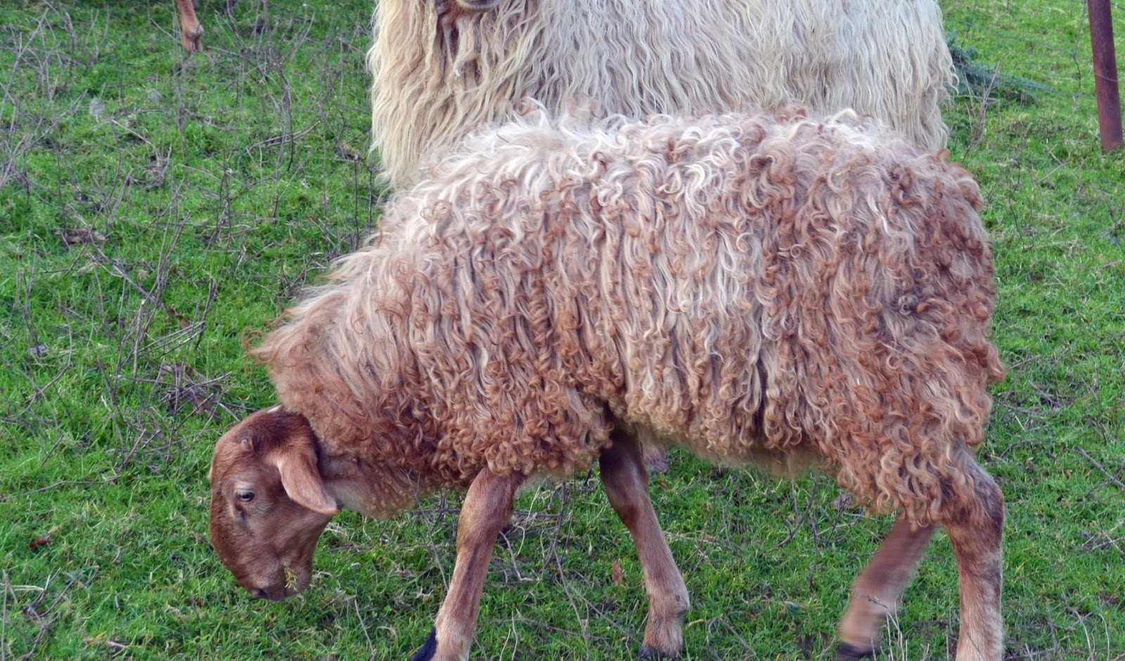 ovejas carranzanas: El semental y su descendencia