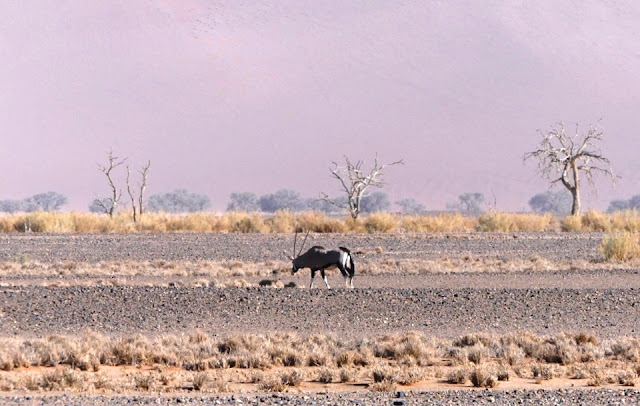 LUIS LÓPEZ PUNTO COM: ÁFRICA AUSTRAL 2016: El Orix, un antílope que ...