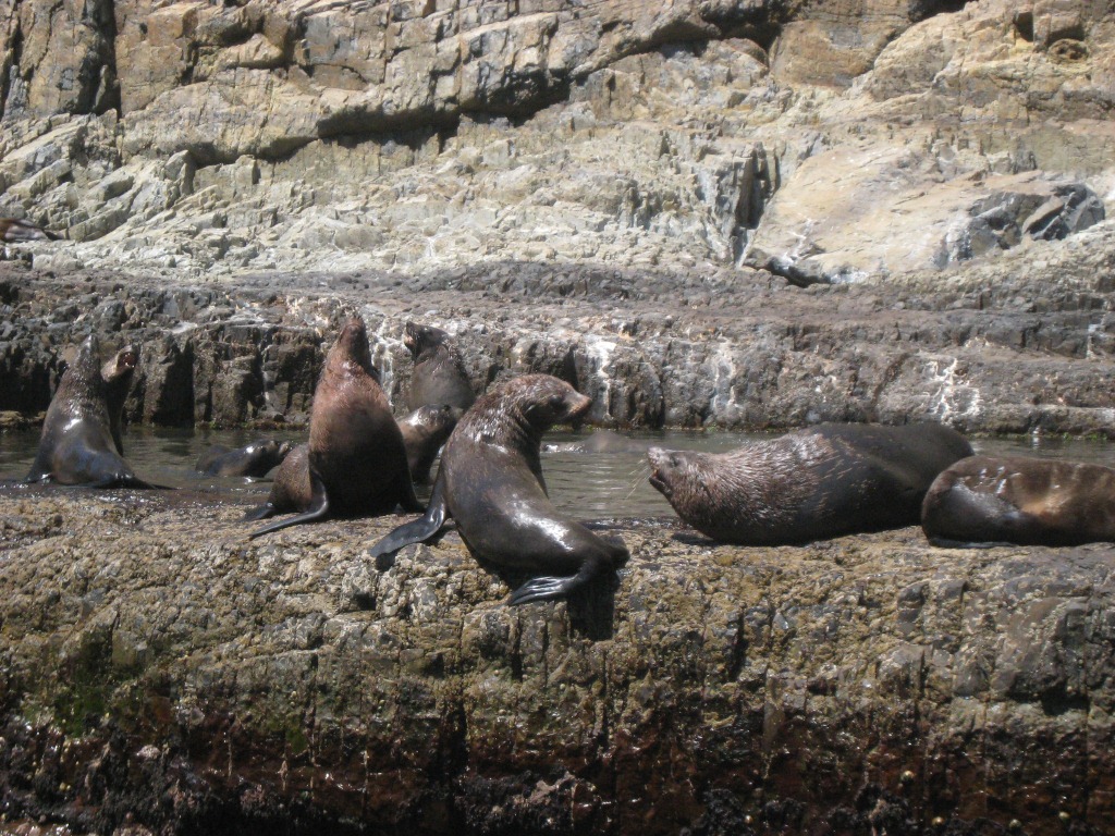 Chris & John's Travel Log: TASMANIA 6 - TASMAN PENINSULA