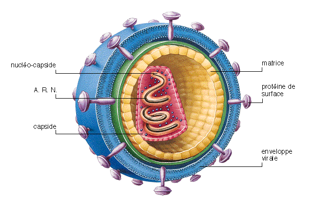CIÈNCIA PER A TOTHOM: ELS VIRUS. EL VIH I LA SIDA.