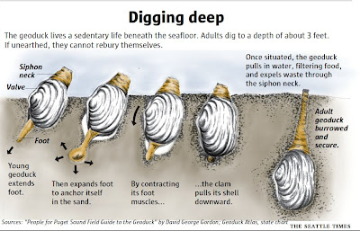 Geoducks: a success story: Background