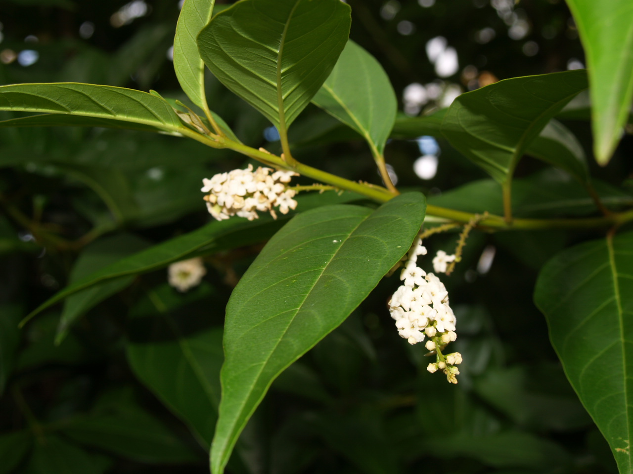 Florez Nursery: Citharexylum spinosum, Jamaican Fiddlewood tree