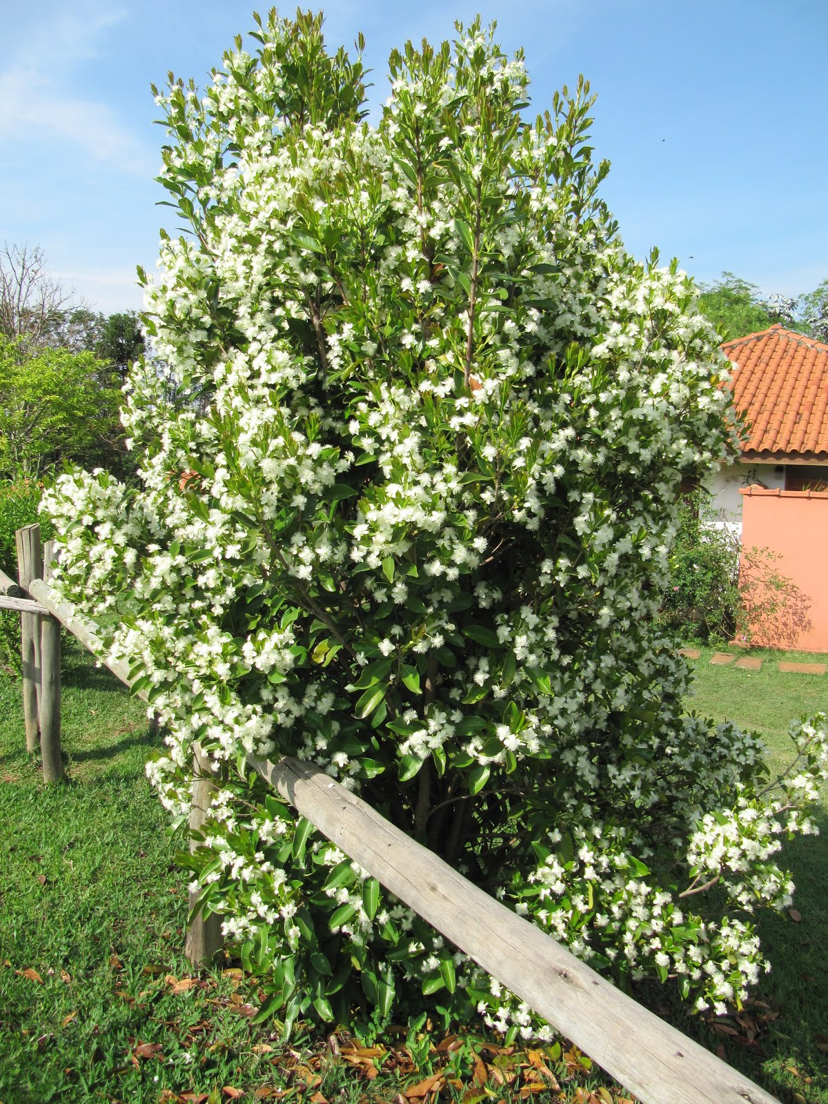 HCV Paisagismo Ecológico: Grumixama - Uma deliciosa fruta nativa ...