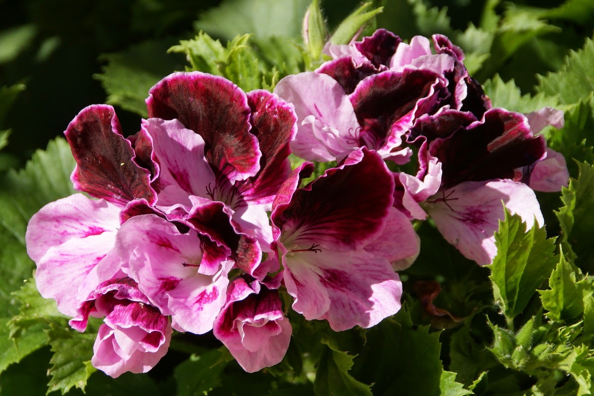 Organic Garden Dreams: More Spring from my Garden