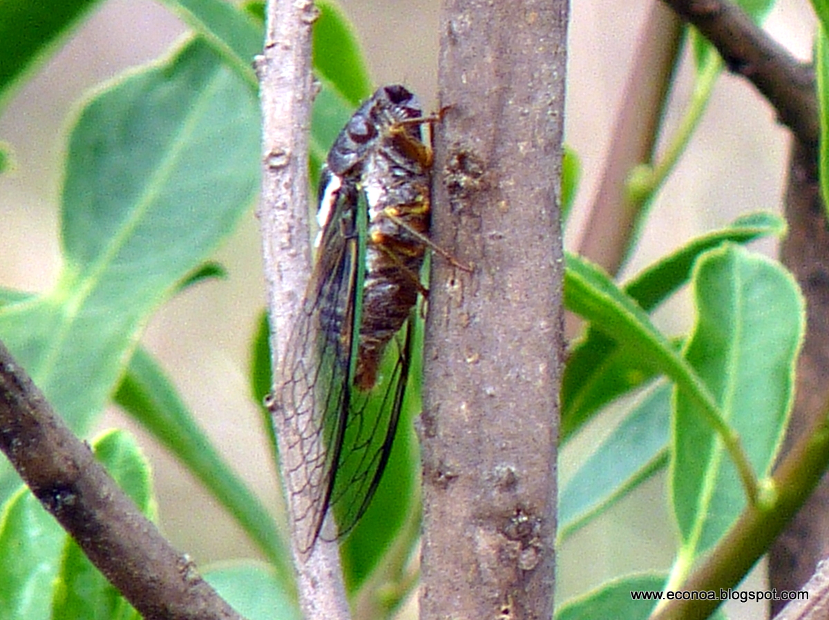 Aves del NOA y algo mas..: COYUYO