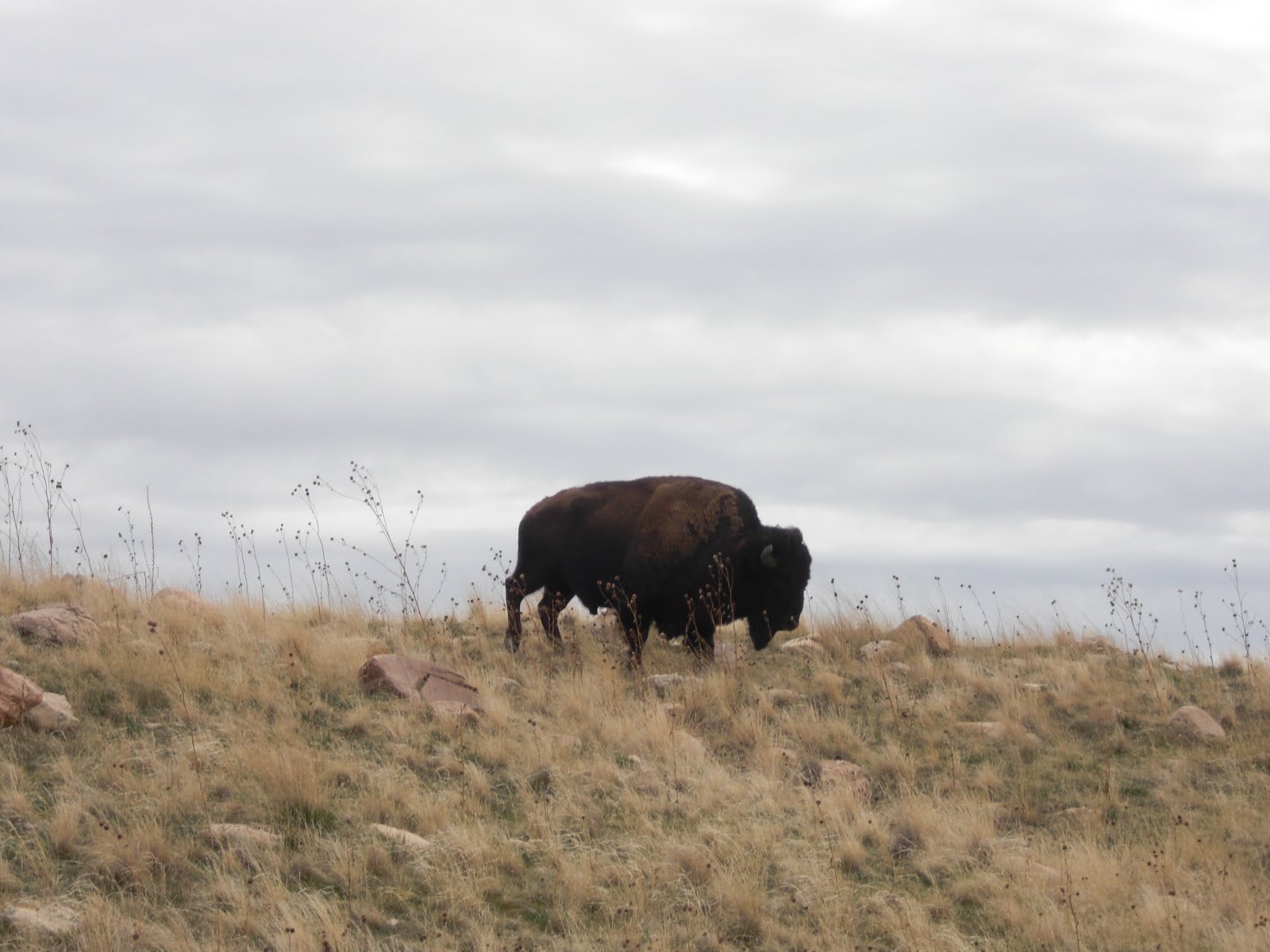 Adventures in Running: 2012 Buffalo Run 50K