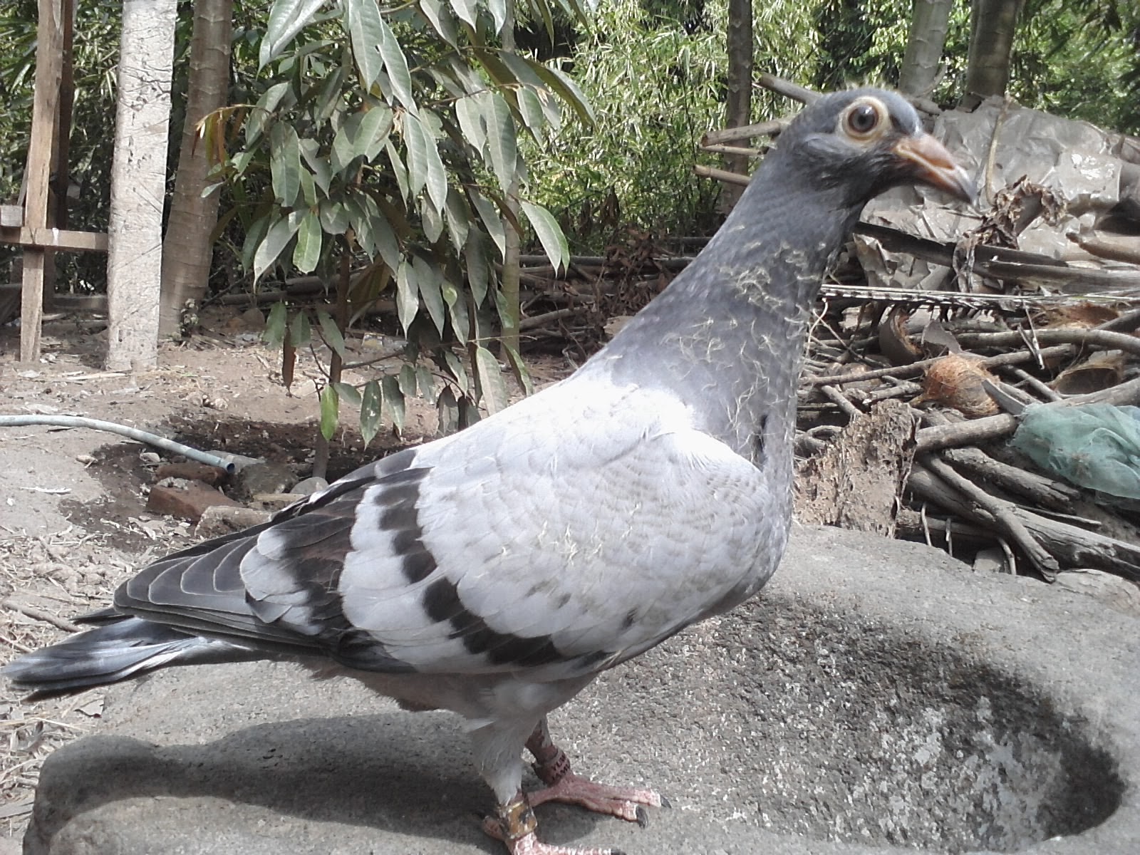 Racing Homing Pigeon