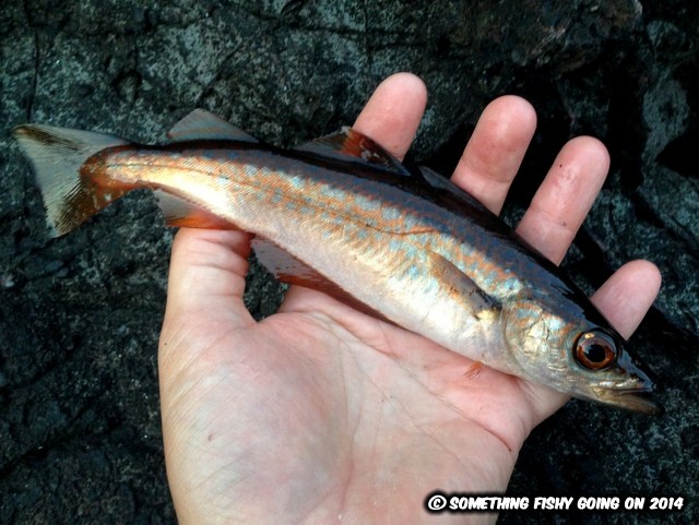 Something Fishy Going On: A plaice for everything and everything in its ...