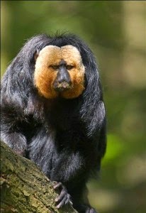 Increíble, descubren una nueva especie de mono en la selva del Amazonas