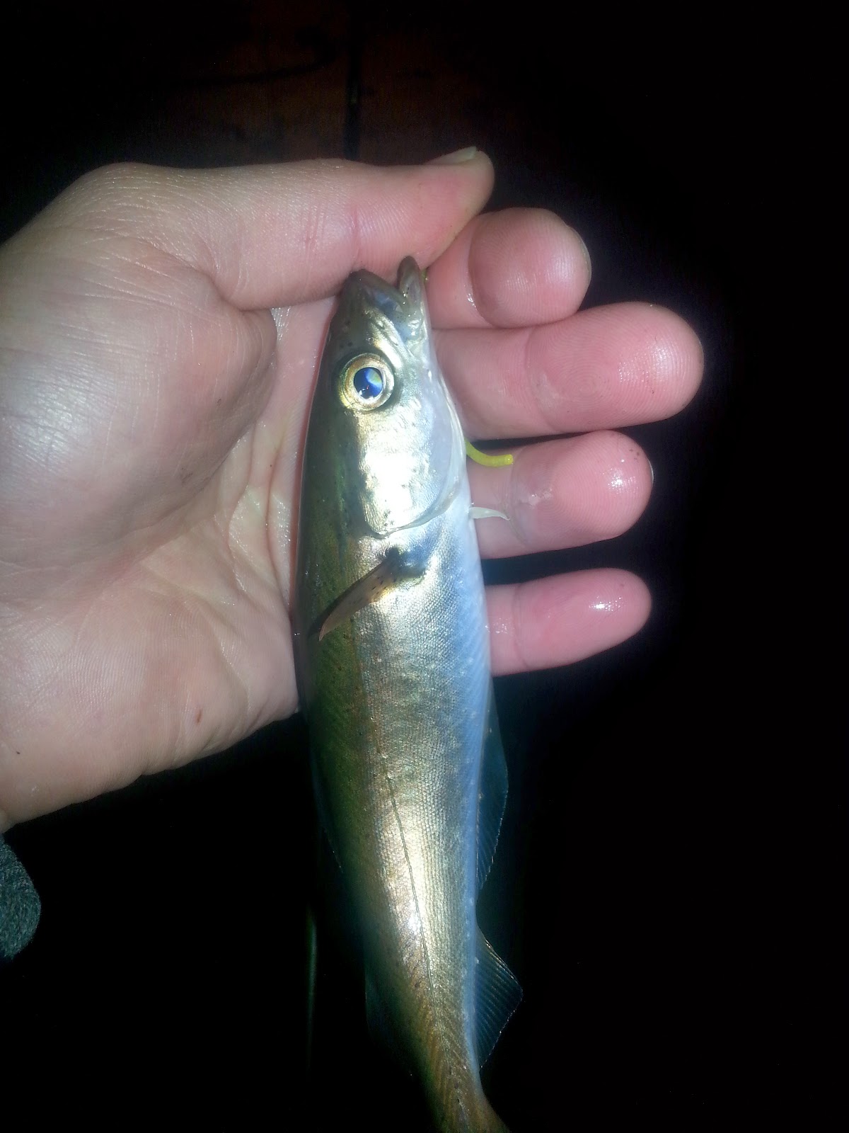 Luremaniac!: Quick fun with pollock and coalfish.