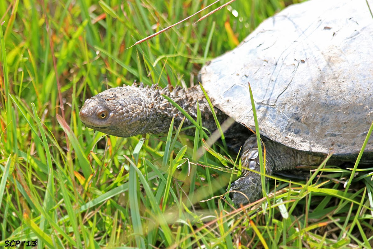 Galería Reptiles: Acanthochelys spixii - Tortuga de Canaleta