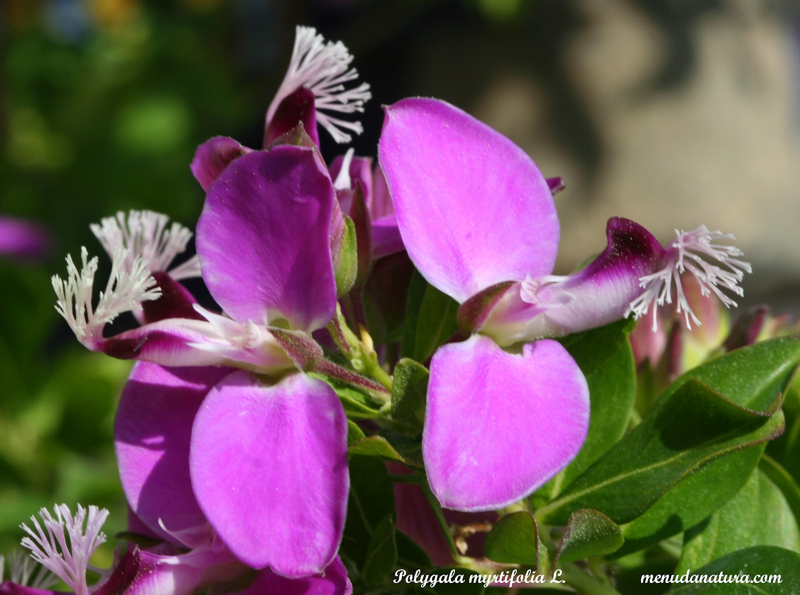 El Jardí de Menuda Natura: Polígala
