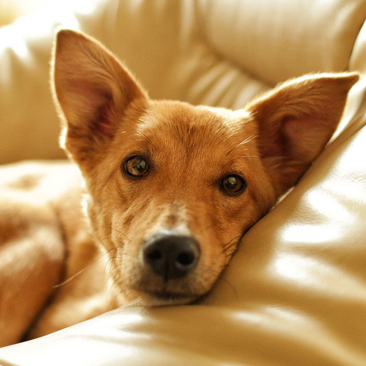 Pound Dogs Toronto Animal Services - dog adoption - animal shelter