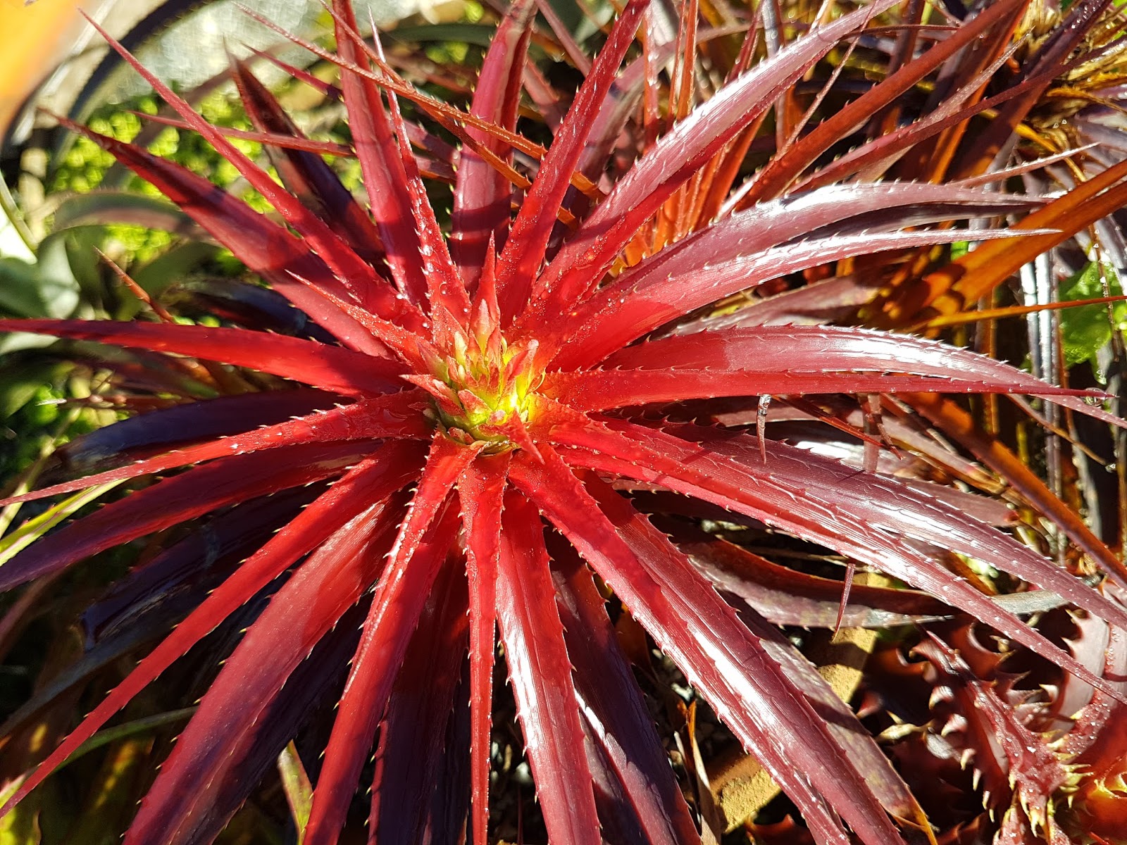 Dyckia Brazil: Sincoraea once Orthophytum navioides early in the morning