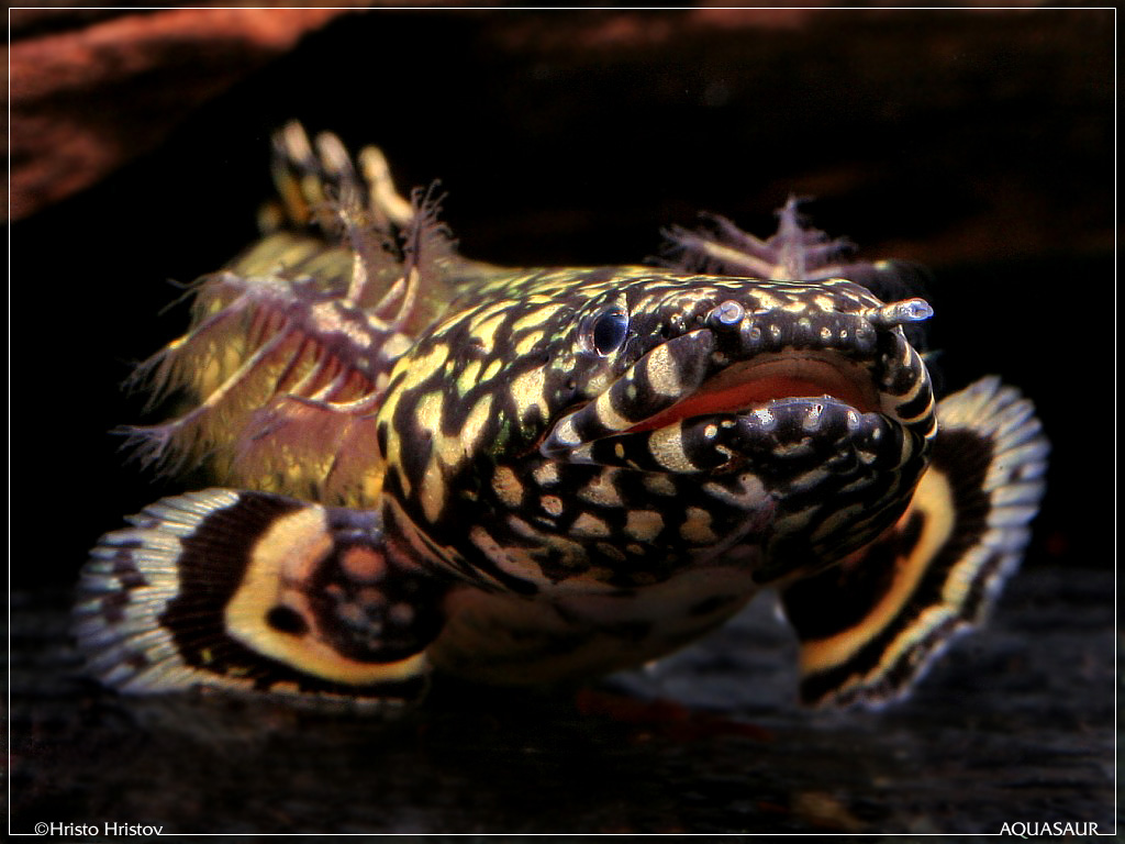 ZA FISH ACTION: Ornate Bichir (Polypterus ornatapinnis), Ikan Purba ...