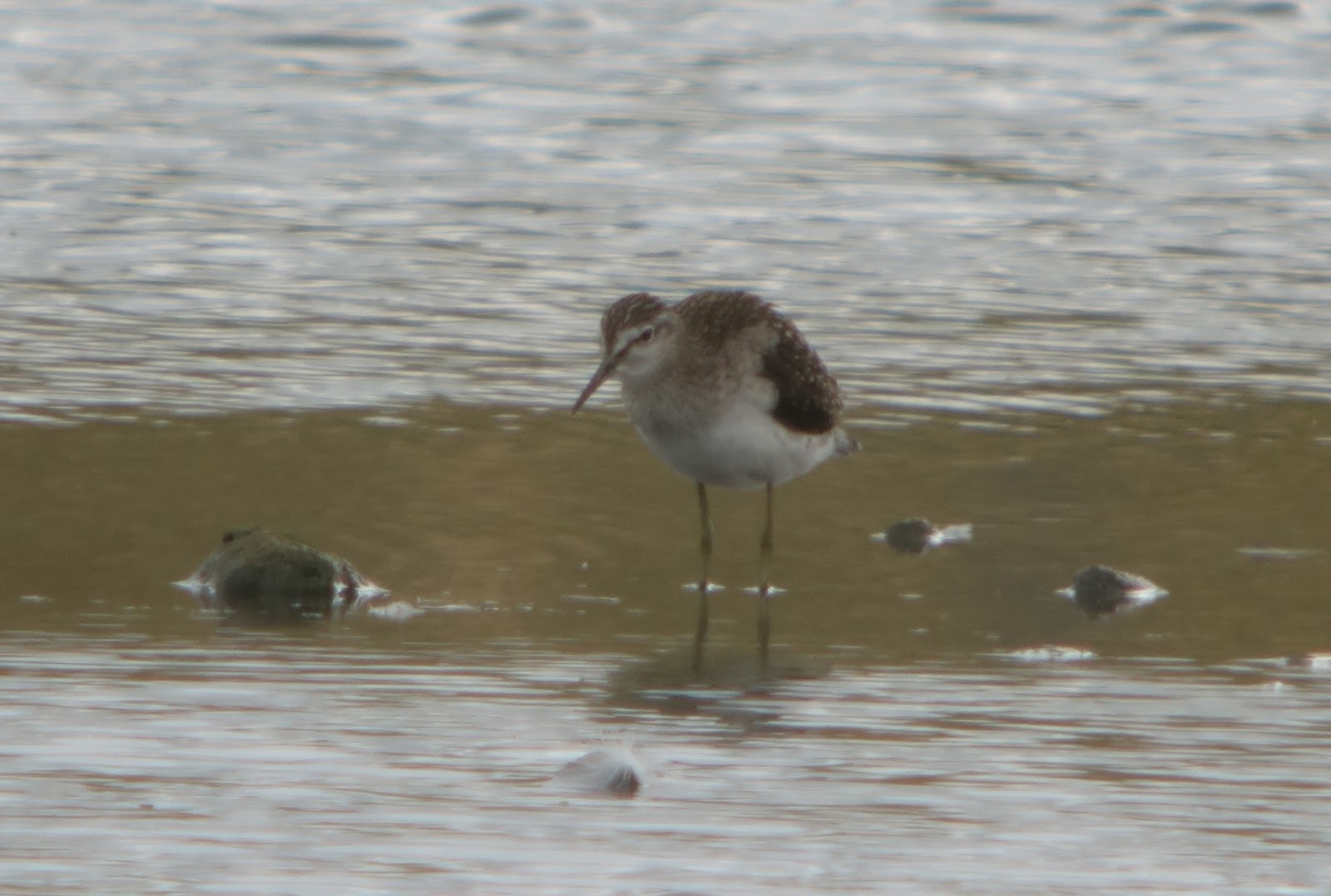 Graham's Birding Blog: August 2013