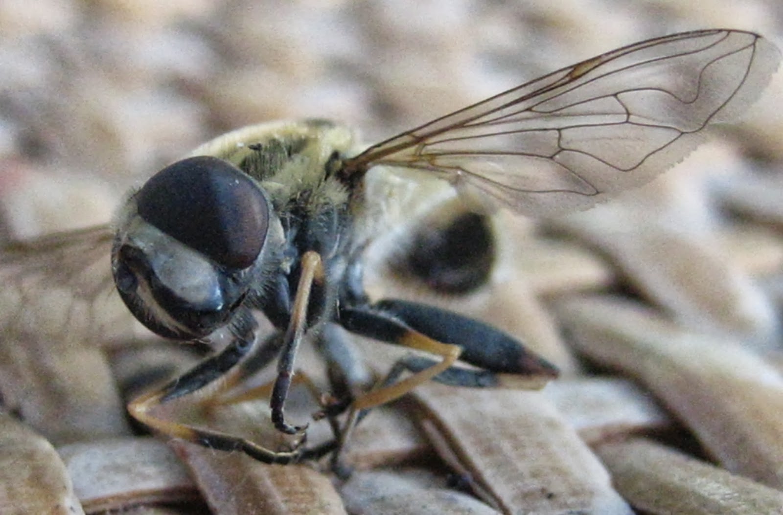 Martin's Moths: September 2013