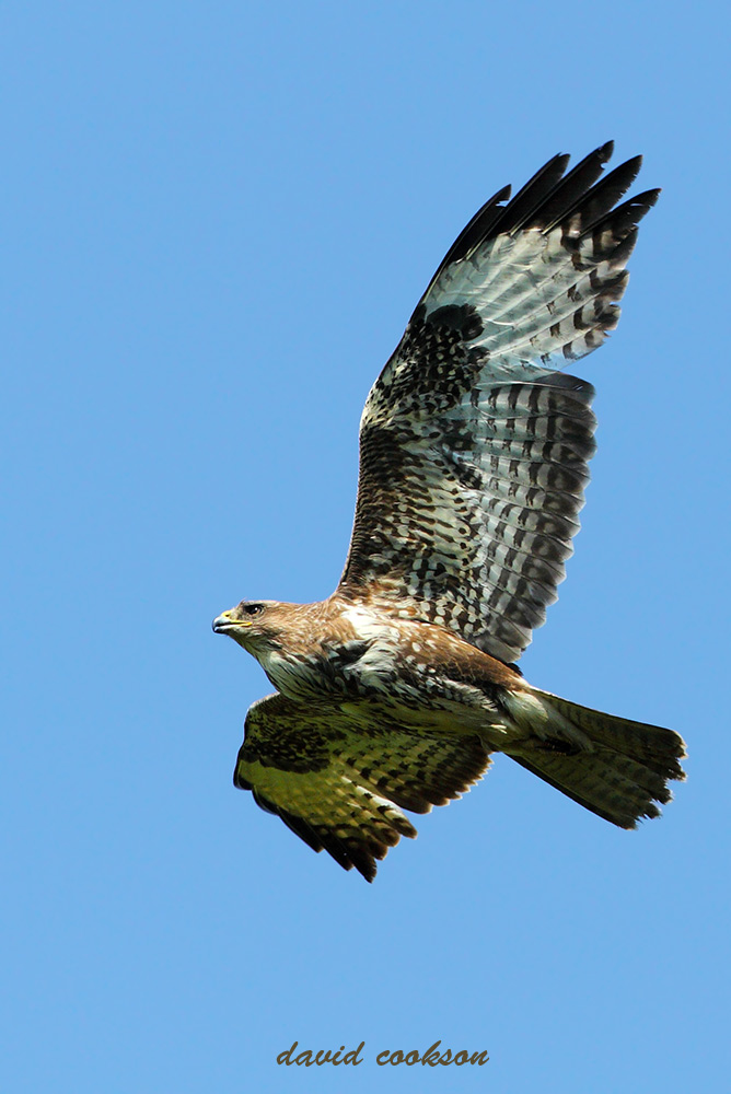 Out and About with David Cookson