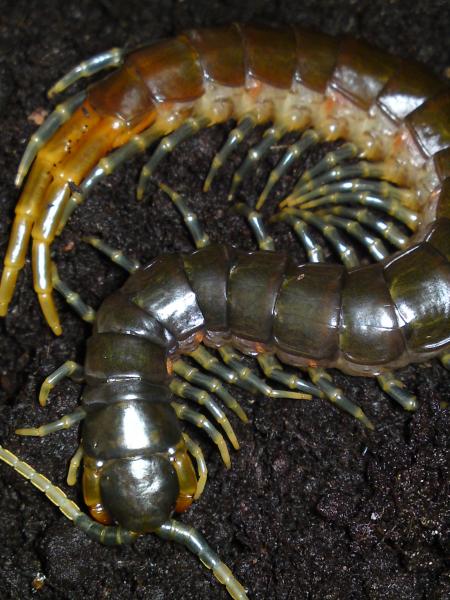 Bluering Centipede | The Life of Animals