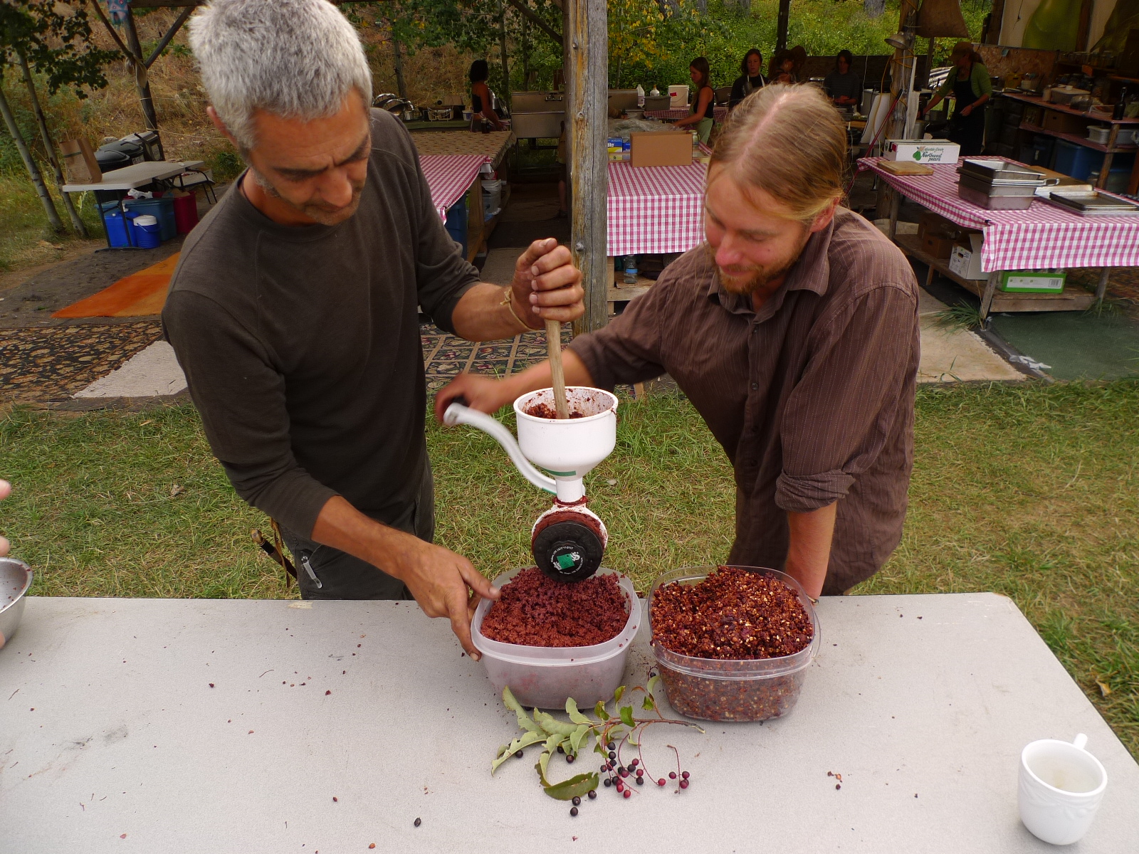 Wild Harvests: Chokecherries- from the dry side of the mountain
