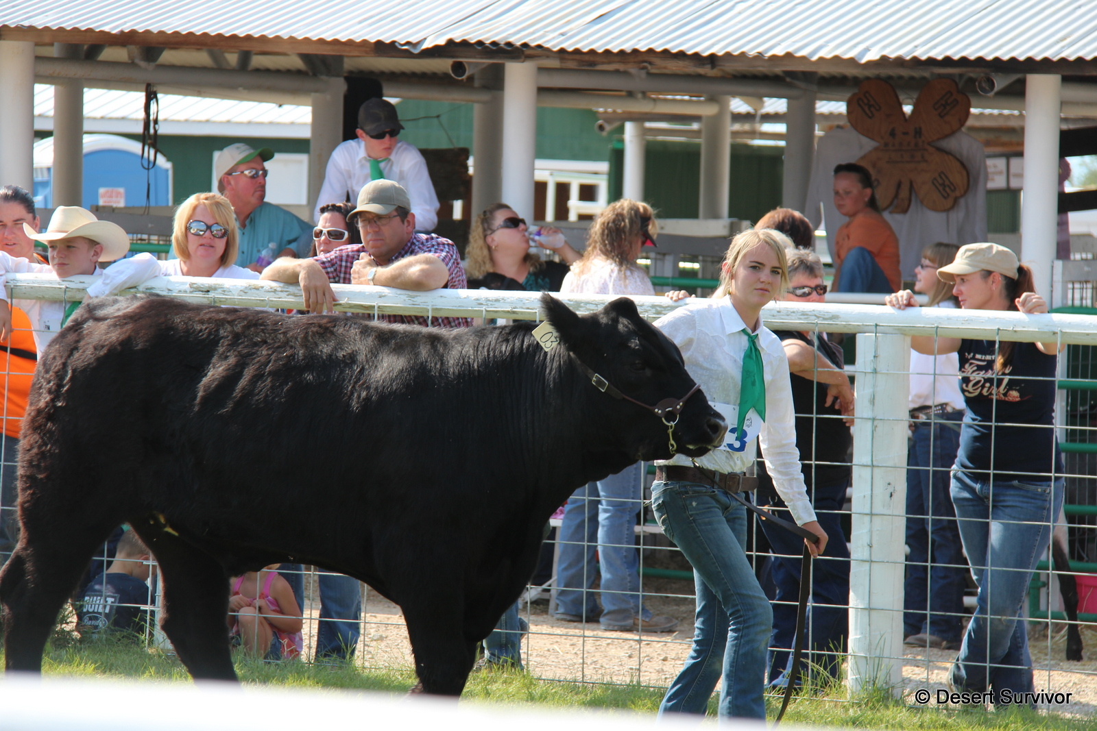 Desert Survivor: White Pine County Fair 2012