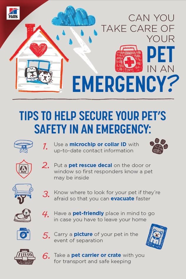 Cat and DOG Chat With Caren: Hill’s Food, Shelter & Love® Disaster ...