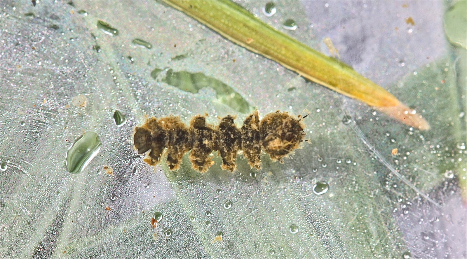 Aquatic Insects of Central Virginia: The Small Minnow Mayflies Take the ...