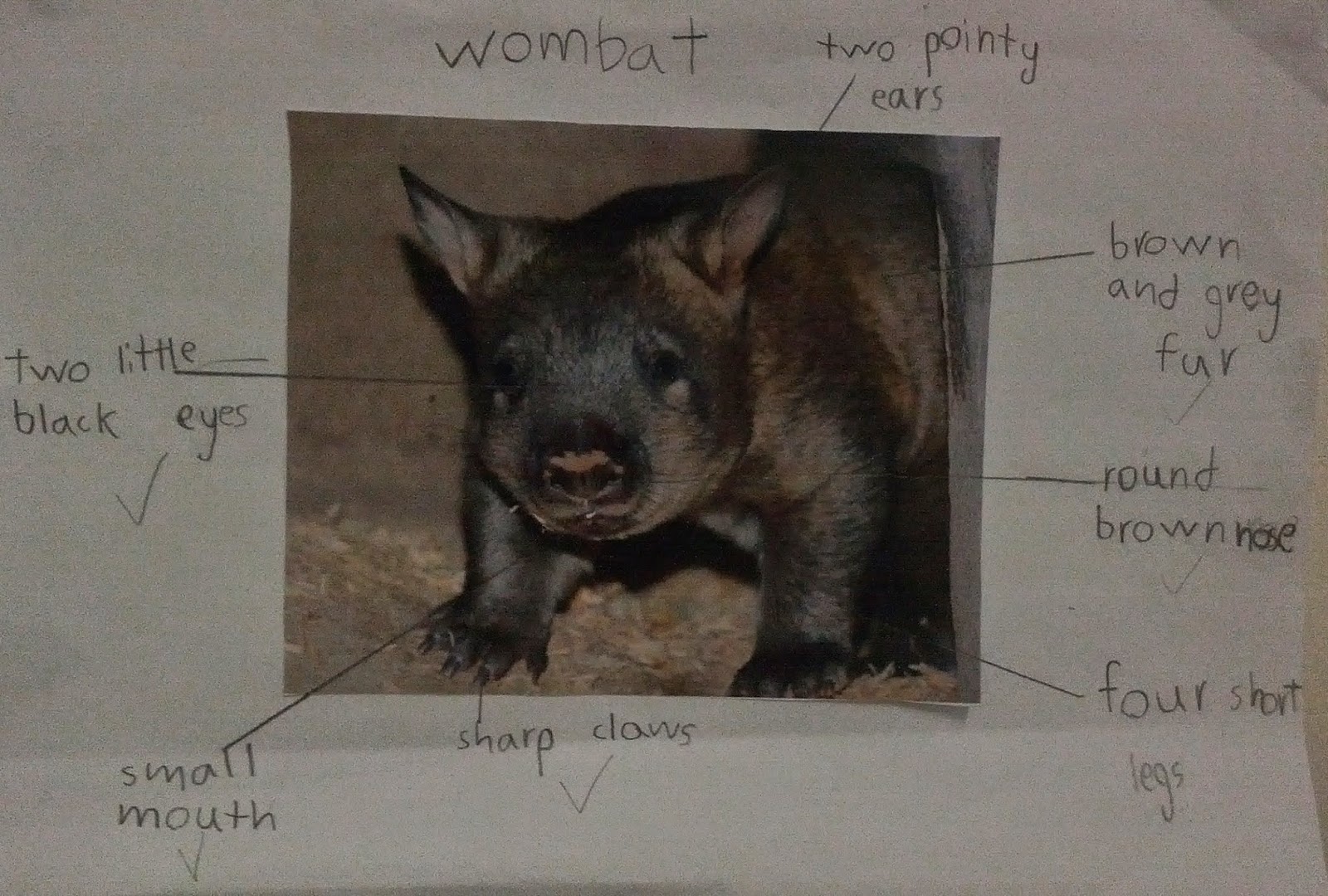 Classroom for the Little: Wombat Description