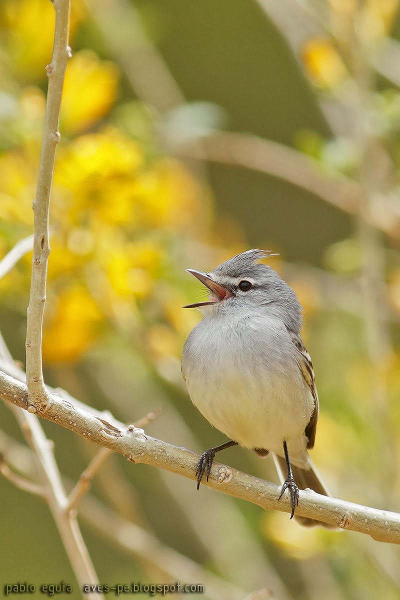 mis fotos de aves: Serpophaga (subcristata) munda Piojito Vientre ...