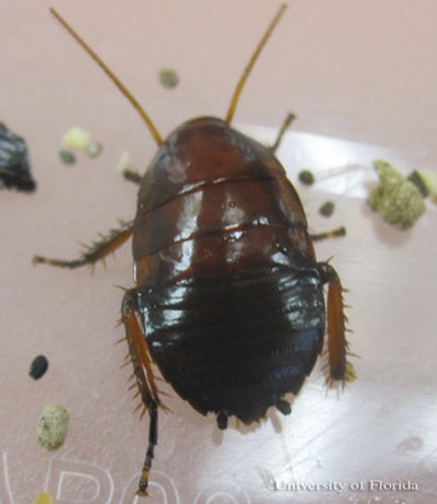 Control de Plagas en Sanidad Ambiental: CUCARACHA DEL BOSQUE DE FLORIDA ...