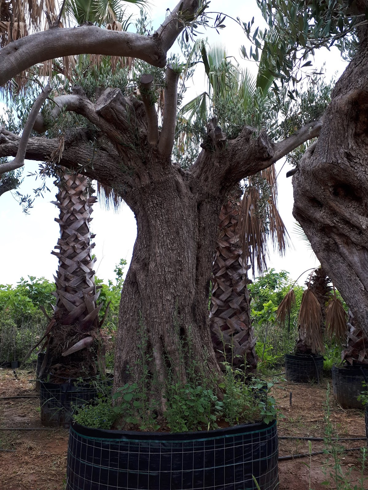 ΦΥΤΩΡΙΑ ΔΕΛΤΑ NURSERIES DELTA TREES LTD: ΕΛΑΙΟΔΕΝΤΡΑ - ΕΛΙΕΣ ΗΛΙΚΙΑΣ ...