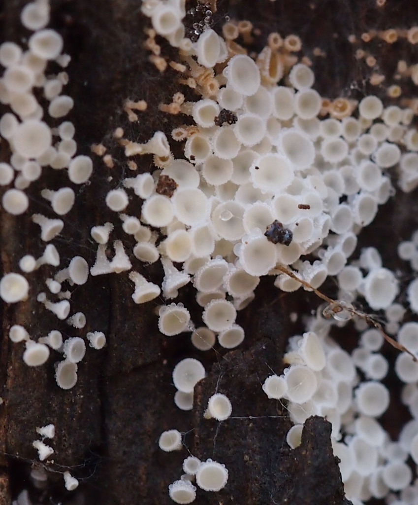 Gombahatározás mikroszkóppal (is): Lachnum virgineum - egy a fehér ...