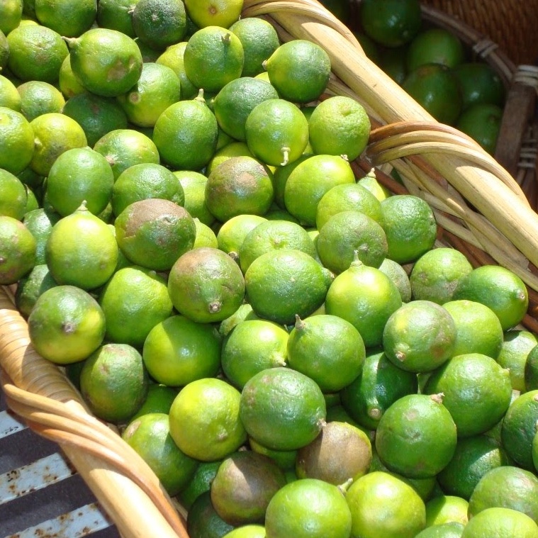 MALINALLI · herbolaria médica: LIMÓN Y LIMONAR, lemon, key lime ...