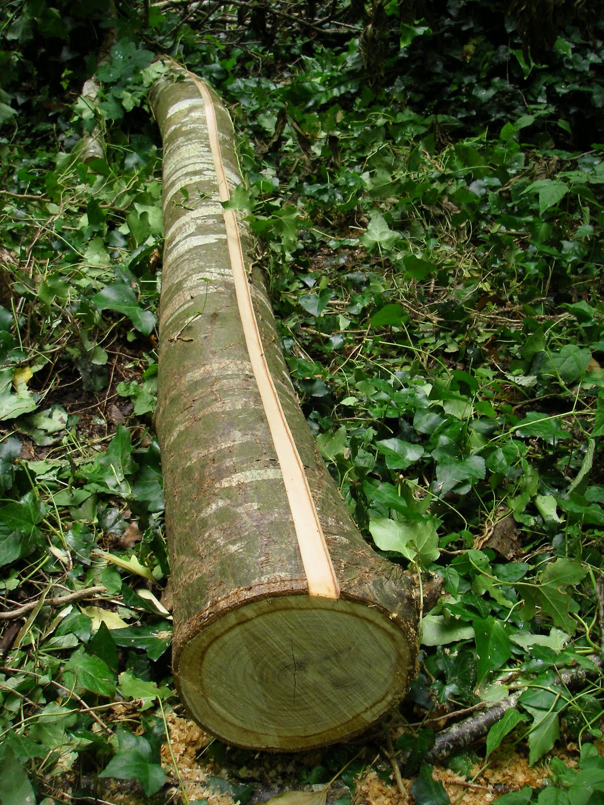 Cornish Woodland Workshop: Sweet Chestnut bark seating