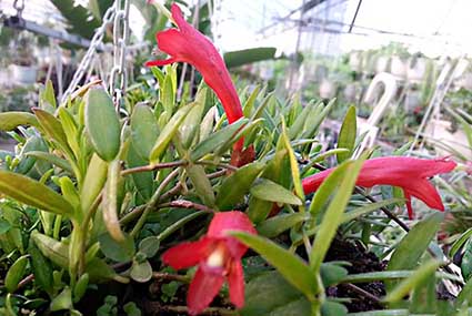 Bunga lipstik (aeschynanthus lobbiana) - Tukang taman Murah