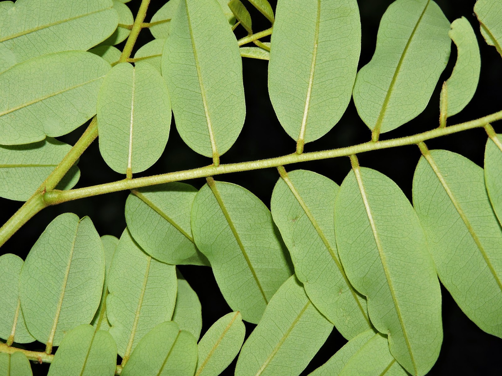 Fabaceae - Leguminosae no Brasil: Fabaceae - Bowdichia virgilioides ...