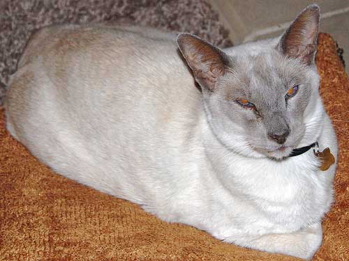 Cat Chit Chat: Grey Siamese Cats