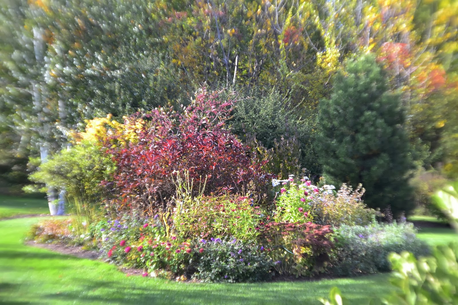 Plant Inventory at 20 Timothy : Birch Garden