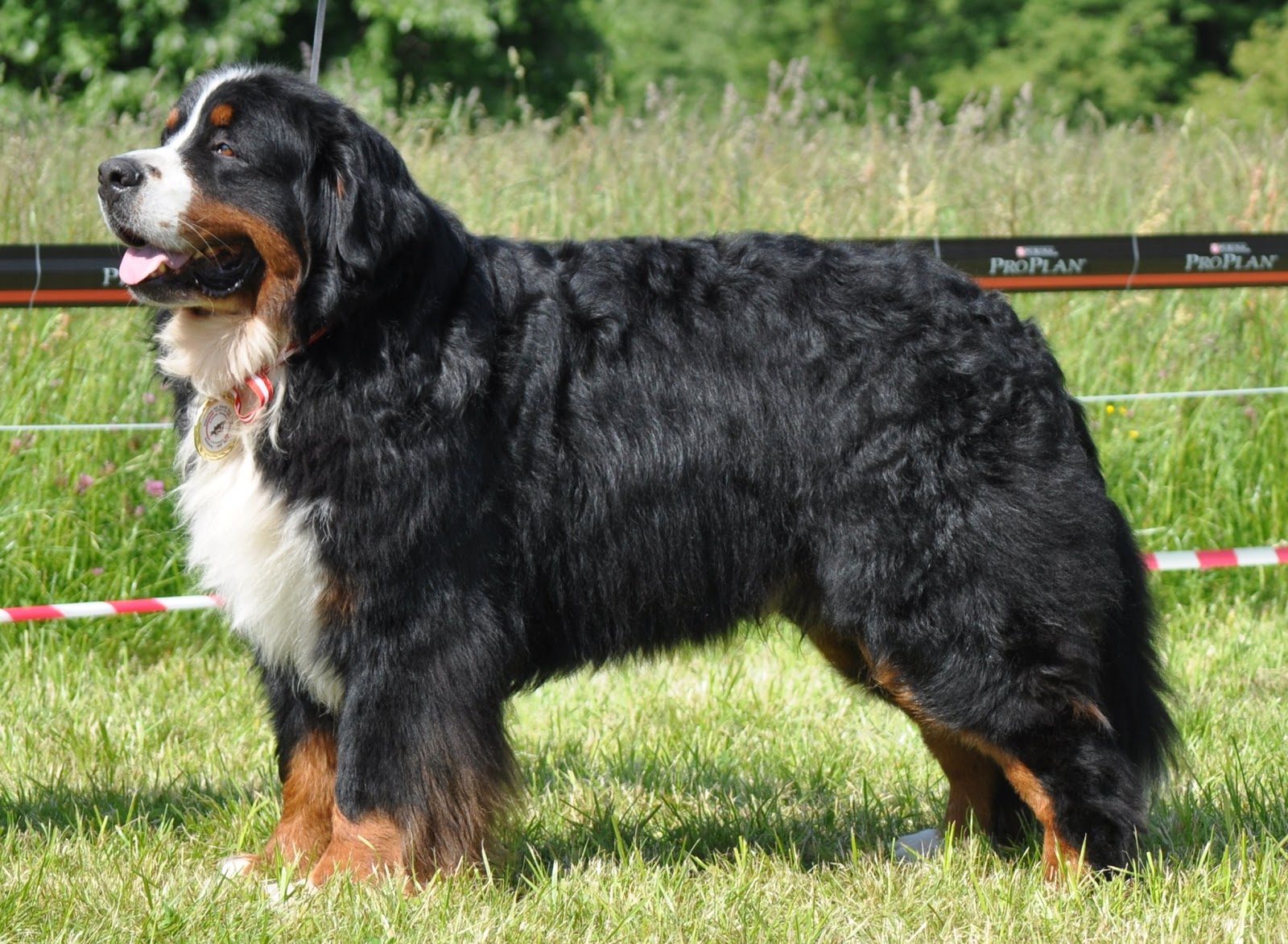 Boyeros de Berna: Nuestro Macho