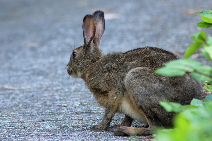 Ayuwat Jearwattanakanok: Japanese Hare