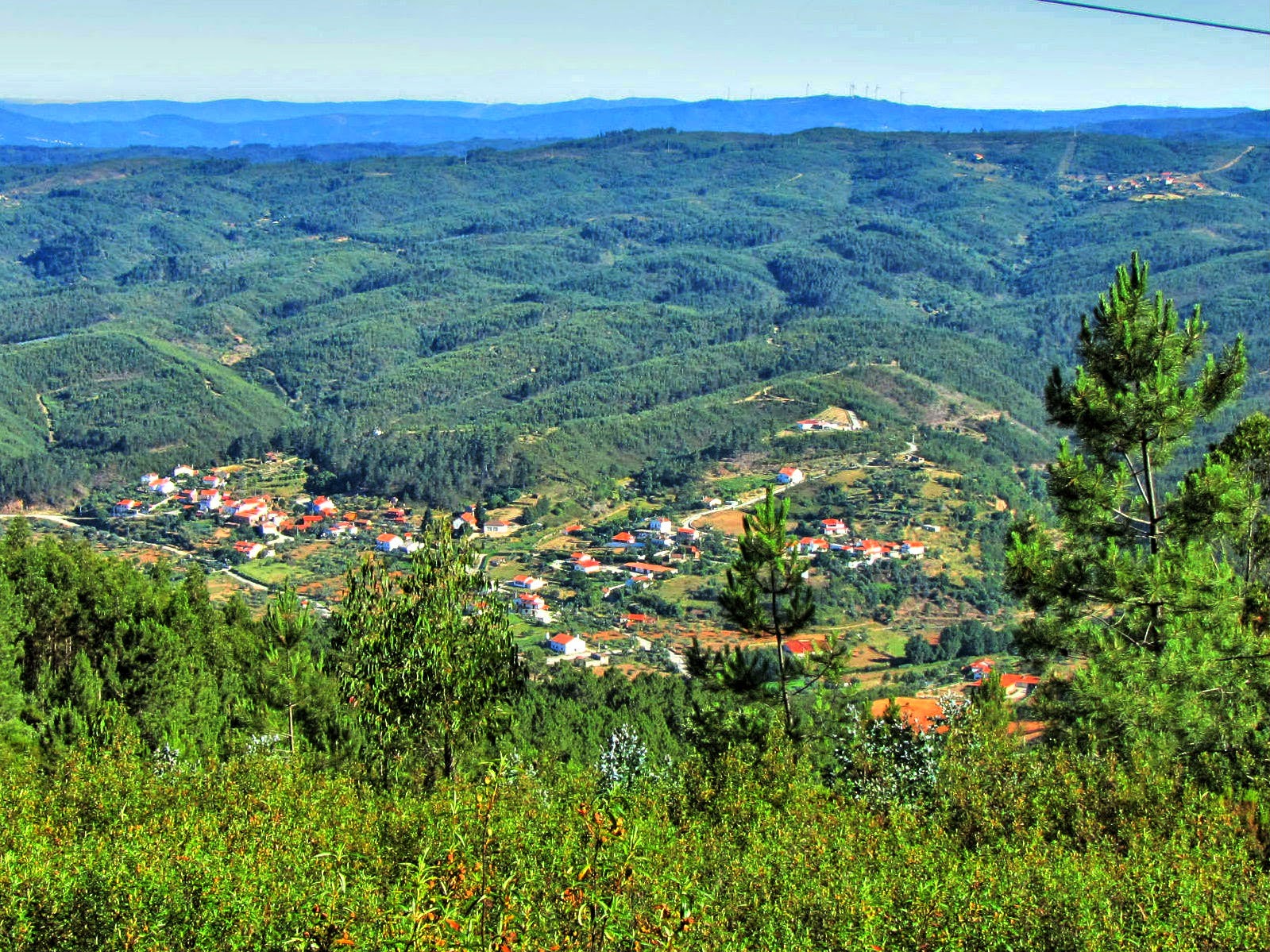 "Passeio vadio pela zona do pinhal"