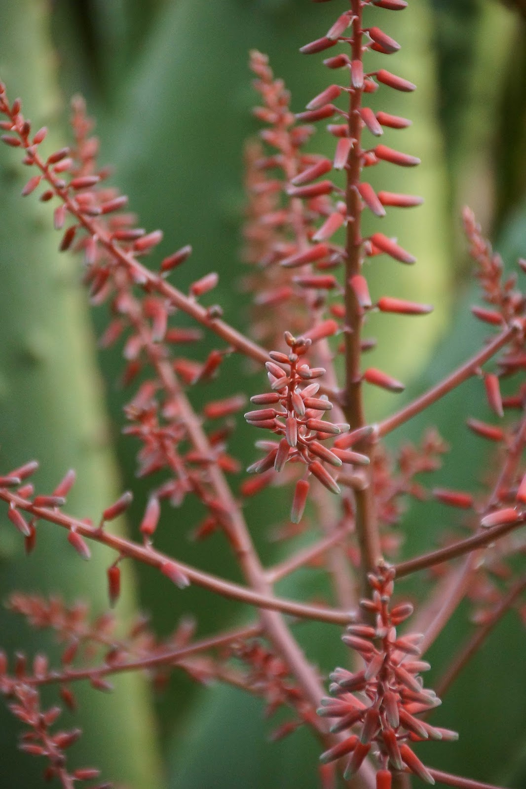 Aloe Flower Report, Early March 2016