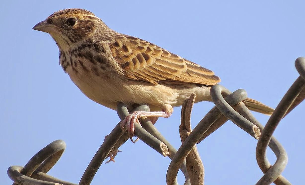 Birding for a Lark: Singing bush lark at the farm