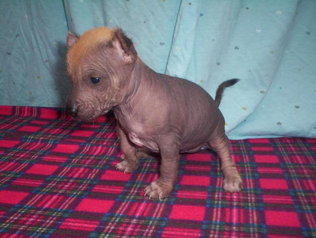 EL ALQUIMISTA, escribiendo para hacer catarsis: Perro Peruano y Tobias!