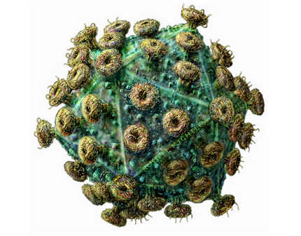 Peranan Virus Dalam Kehidupan Manusia yang Menguntungkan dan Merugikan ...