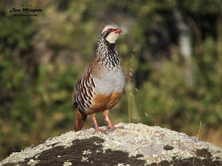 NATURANAFOTOS: Fall is here...